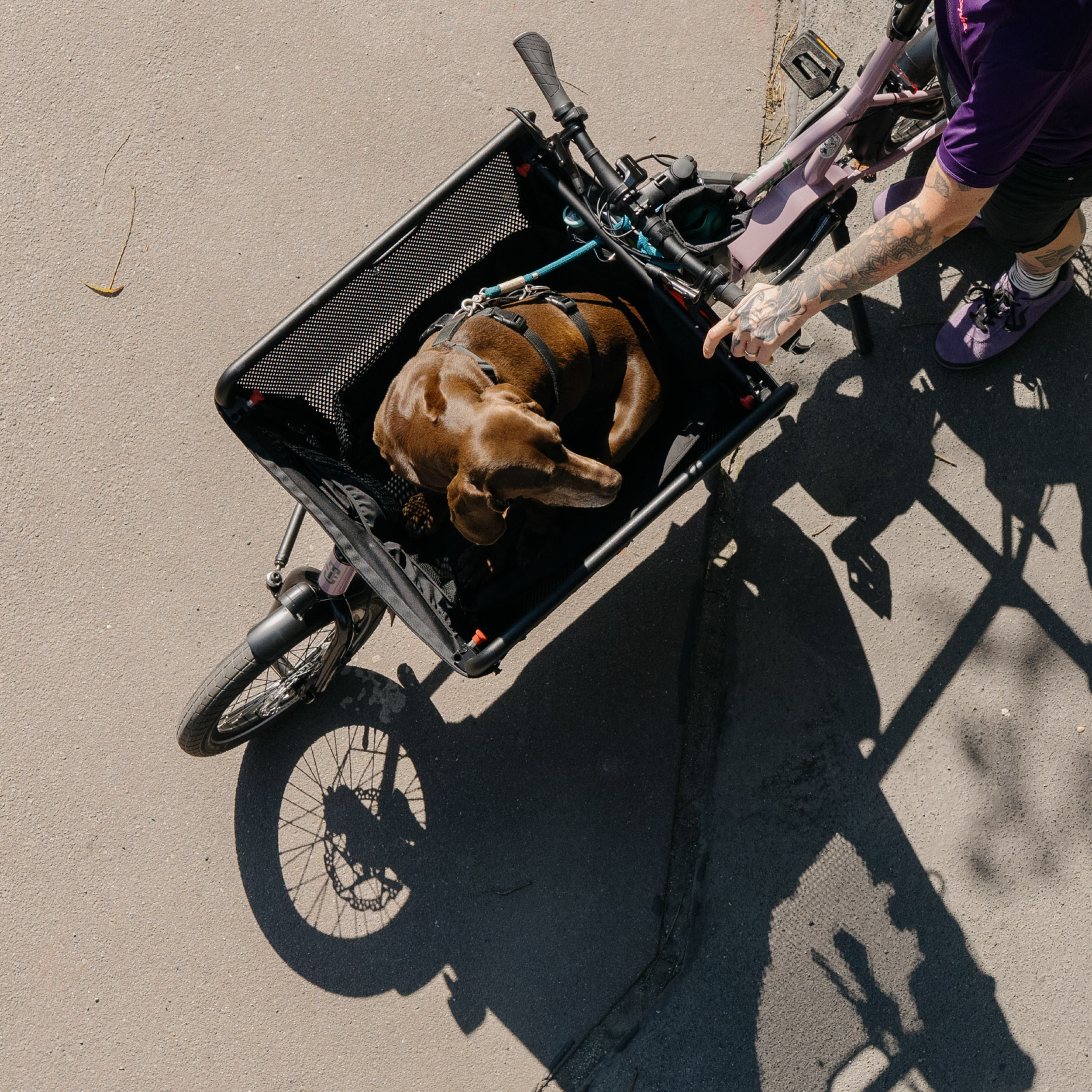 muli-cycles – dein kompaktes Lastenrad aus Köln